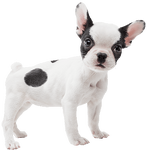 French Bulldog | Nintendogs Wiki | Fandom