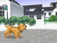 Walk | Nintendogs Wiki | Fandom