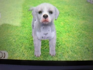Dalmatian | Nintendogs Wiki | Fandom