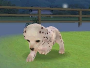 Dalmatian | Nintendogs Wiki | Fandom