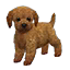 Toy Poodle | Nintendogs Wiki | Fandom