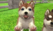 Siberian Husky | Nintendogs Wiki | Fandom