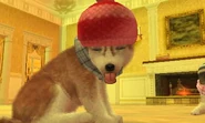 Siberian Husky | Nintendogs Wiki | Fandom