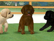 Nintendogs | Nintendogs Wiki | Fandom