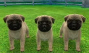Pug | Nintendogs Wiki | Fandom