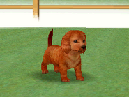 Miniature Dachshund | Nintendogs Wiki | Fandom