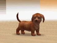Miniature Dachshund | Nintendogs Wiki | Fandom