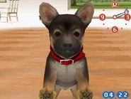 German Shepherd | Nintendogs Wiki | Fandom