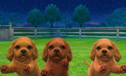 Cavalier King Charles Spaniel | Nintendogs Wiki | Fandom