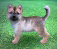 Siberian Husky | Nintendogs Wiki | Fandom