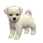 Maltese | Nintendogs Wiki | Fandom