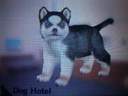 Siberian Husky | Nintendogs Wiki | Fandom