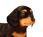 Miniature Dachshund | Nintendogs Wiki | Fandom