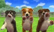 Starter Breeds | Nintendogs Wiki | Fandom