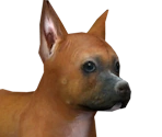 Boxer | Nintendogs Wiki | Fandom