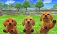 Miniature Dachshund | Nintendogs Wiki | Fandom