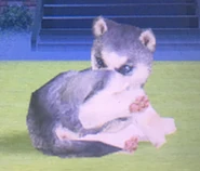 Siberian Husky | Nintendogs Wiki | Fandom