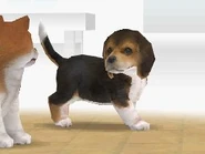 Beagle | Nintendogs Wiki | Fandom