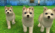 Siberian Husky | Nintendogs Wiki | Fandom