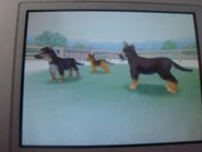 German Shepherd | Nintendogs Wiki | Fandom