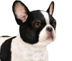 French Bulldog | Nintendogs Wiki | Fandom