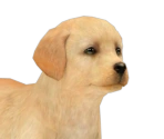 Labrador Retriever | Nintendogs Wiki | Fandom