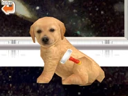 Outer Space | Nintendogs Wiki | Fandom