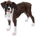 Boxer | Nintendogs Wiki | Fandom