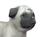 Pug | Nintendogs Wiki | Fandom