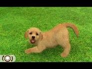 Labrador Retriever | Nintendogs Wiki | Fandom