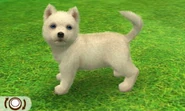 Siberian Husky | Nintendogs Wiki | Fandom