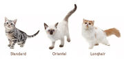 Cat Breeds | Nintendogs Wiki | Fandom