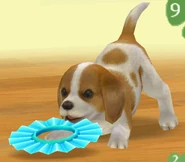 Shower Cap | Nintendogs Wiki | Fandom