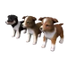 Dog Breeds | Nintendogs Wiki | Fandom