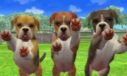 Starter Breeds | Nintendogs Wiki | Fandom