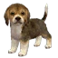 Beagle | Nintendogs Wiki | Fandom