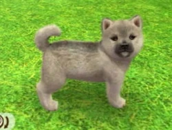 Grey Shiba Inu
