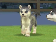 Siberian Husky | Nintendogs Wiki | Fandom