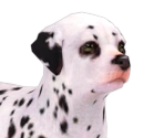 Dalmatian | Nintendogs Wiki | Fandom