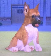 Boxer | Nintendogs Wiki | Fandom