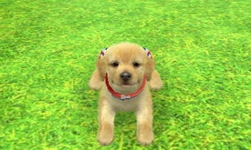 List of Tricks in Nintendogs + Cats | Nintendogs Wiki | Fandom