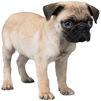Pug | Nintendogs Wiki | Fandom