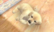 Golden Retriever | Nintendogs Wiki | Fandom