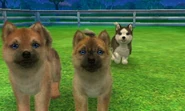 Siberian Husky | Nintendogs Wiki | Fandom