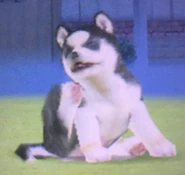 Siberian Husky | Nintendogs Wiki | Fandom