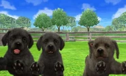 Labrador Retriever | Nintendogs Wiki | Fandom