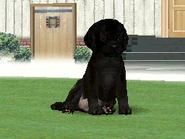 Nintendogs | Nintendogs Wiki | Fandom