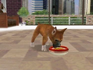 Urban Living | Nintendogs Wiki | Fandom