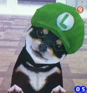 Green Hat | Nintendogs Wiki | Fandom