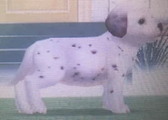 Dalmatian | Nintendogs Wiki | Fandom